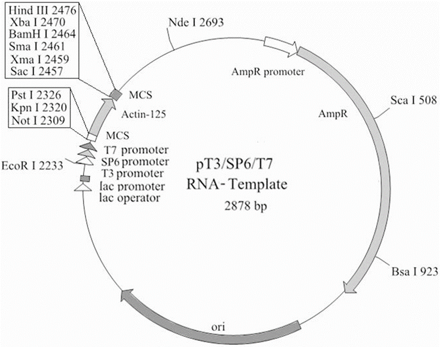pT3/SP6/T7-RNA-Template (RNA体外转录质粒)